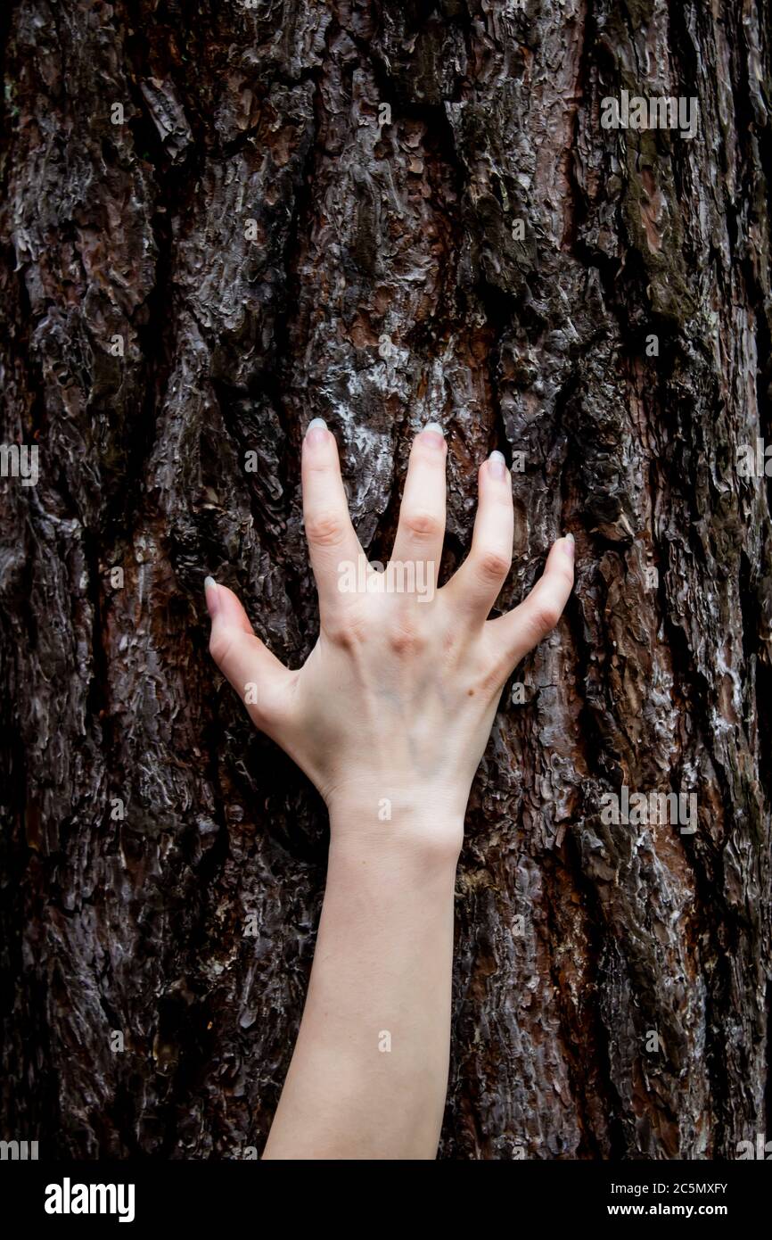 The hand move on the tree. Can be used in the scary design in horror ...