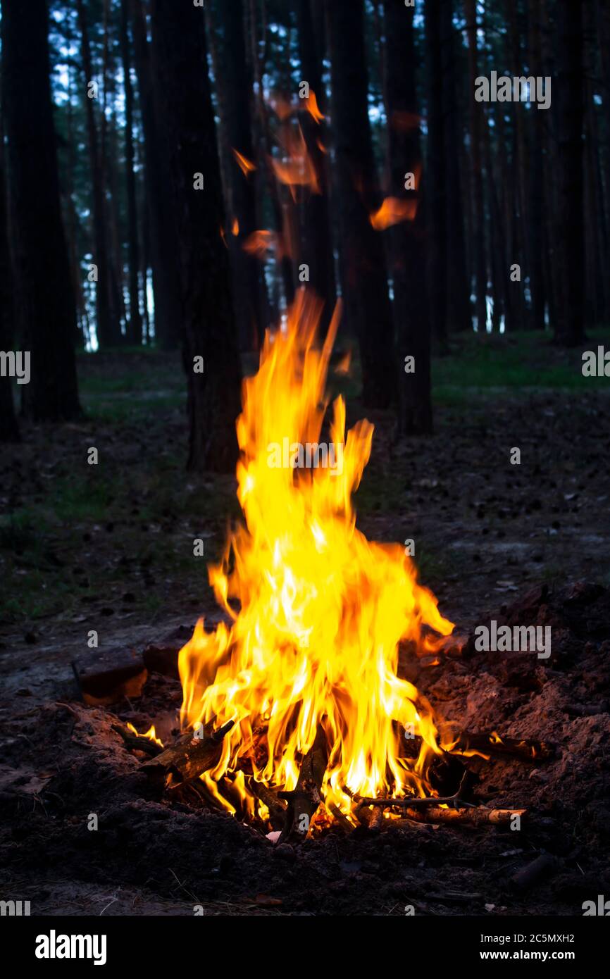 Amazing fire in the forest against a trees background. Bonfire in the ...