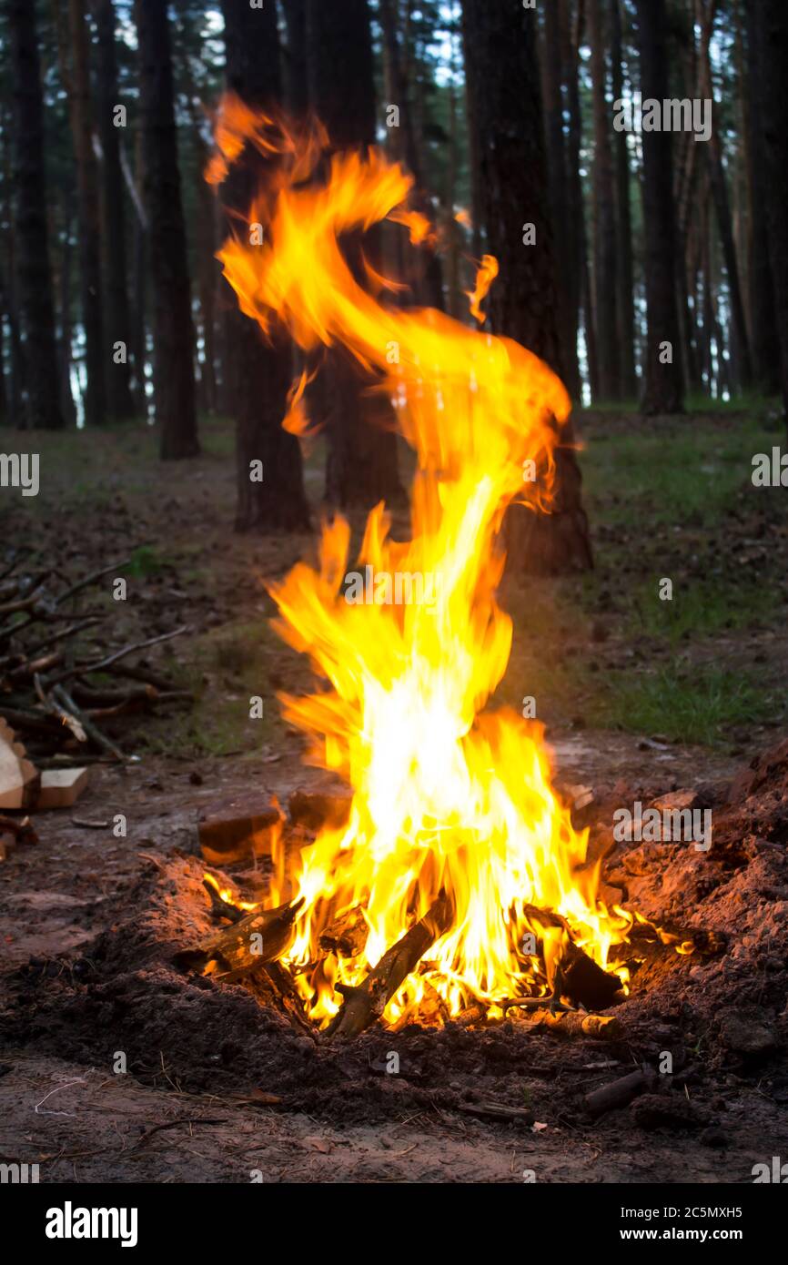 Amazing fire in the forest against a trees background. Bonfire in the ...