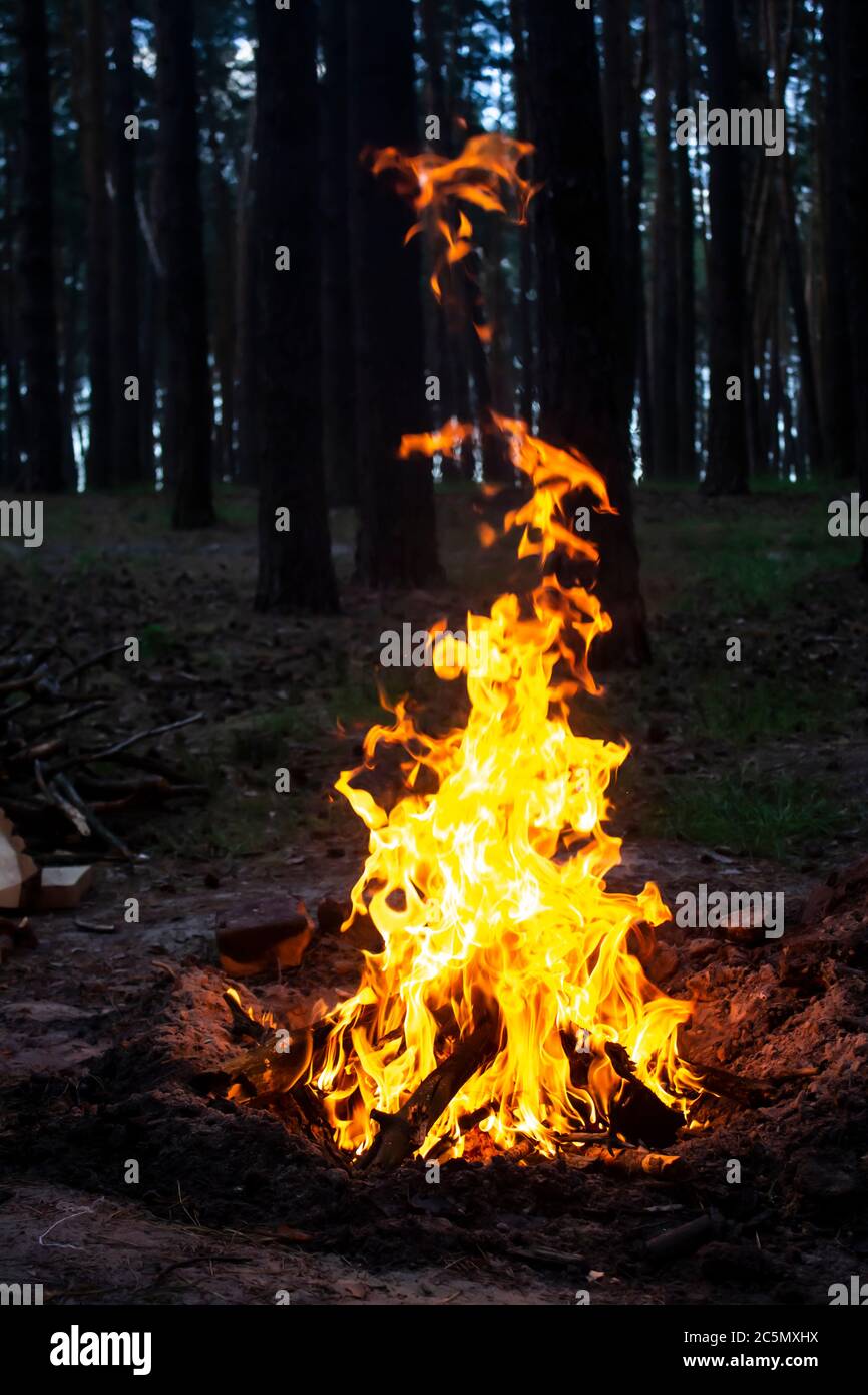 Amazing fire in the forest against a trees background. Bonfire in the ...