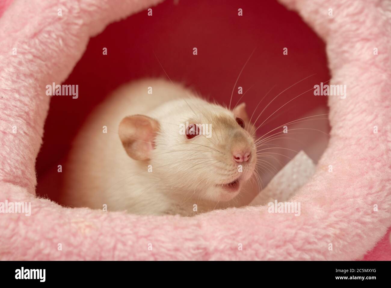 Pet rat hi-res stock photography and images - Alamy