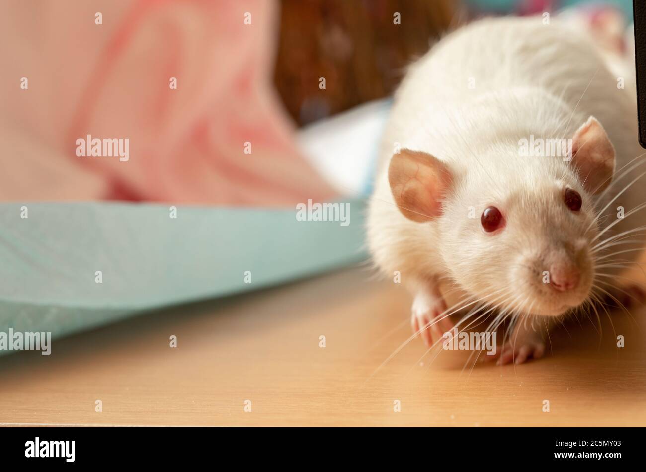 pretty curious white pet rat Stock Photo - Alamy