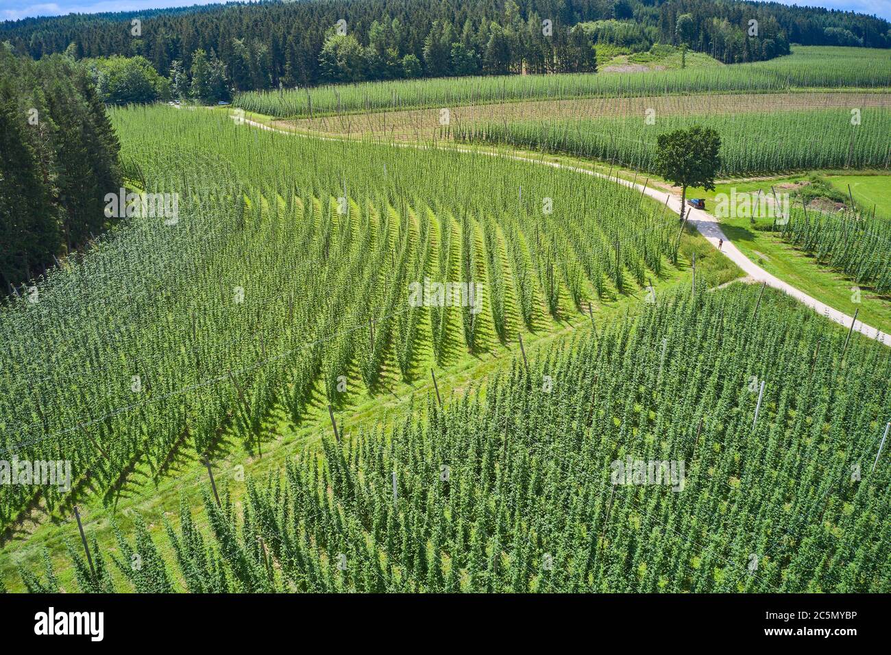 Largest hop farm hi-res stock photography and images - Alamy