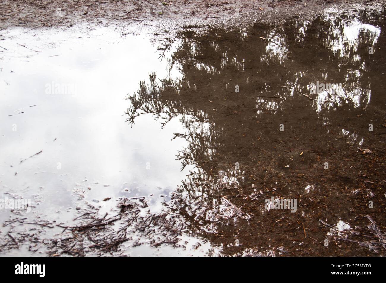 Puddle with trees reflection in water Stock Photo - Alamy