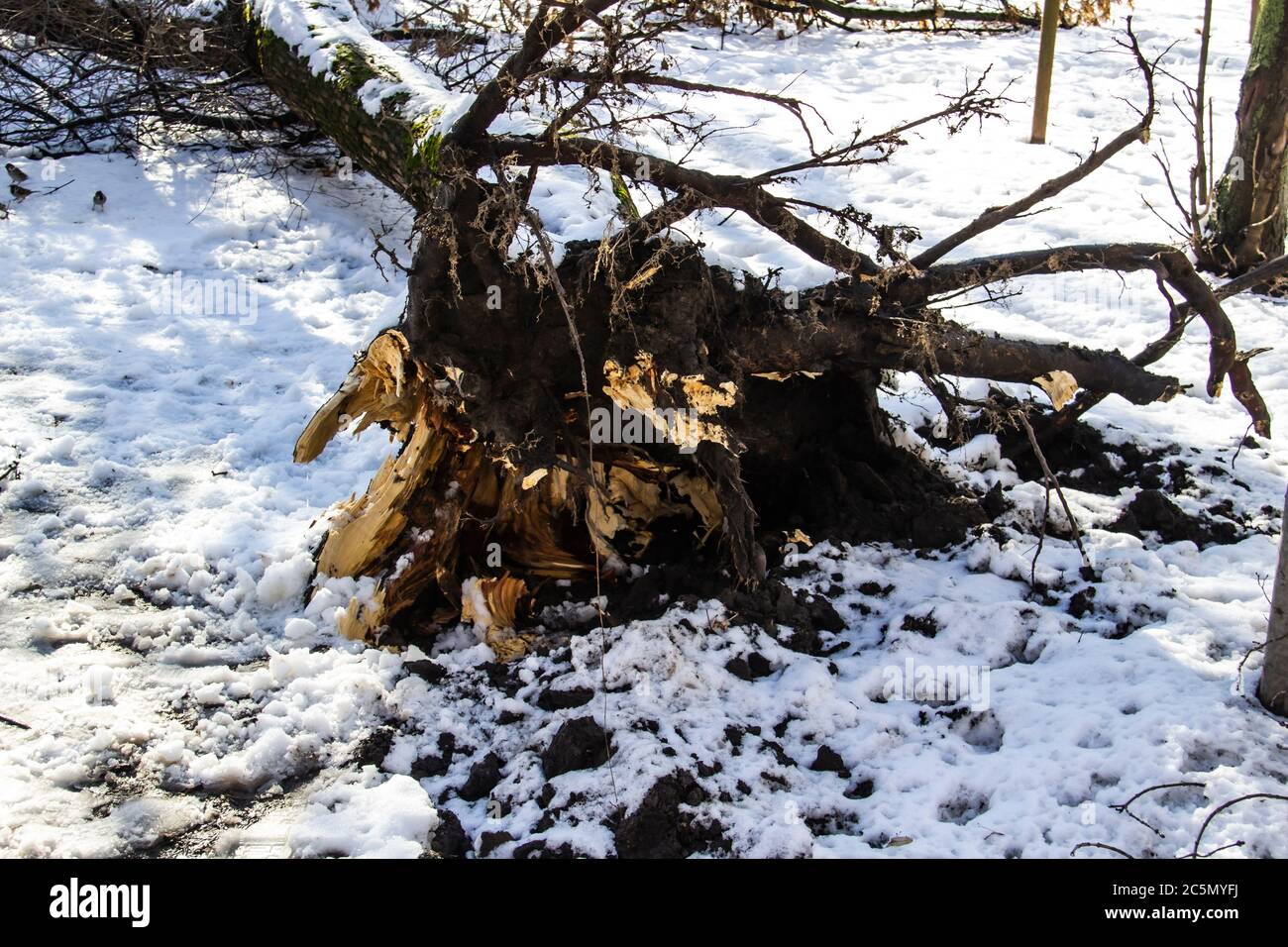 Roots of the old tree are torn out and stick out above the ground inthe ...