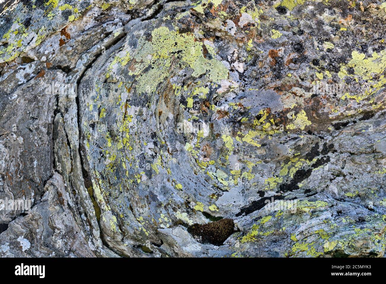 Lichens texture hi-res stock photography and images - Alamy