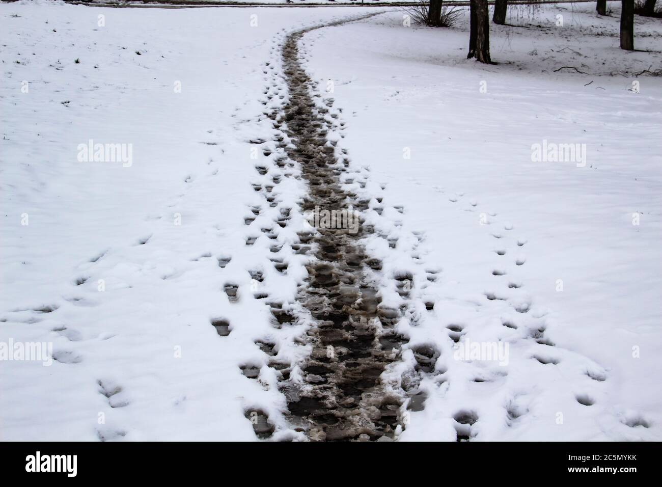 Snowy dirt road with human footprints. Human footprints on wet snow ...