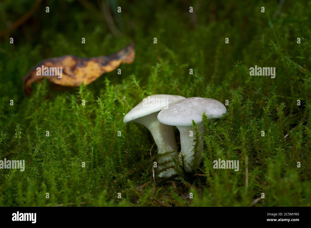 White mushroom Clitopilus prunulus growing in the moss in the spruce ...