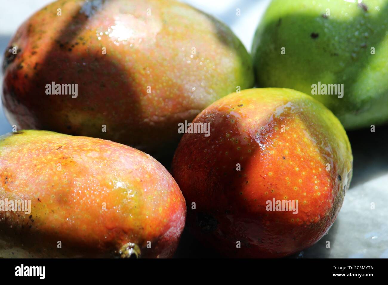 Raw and ripe fresh mango close display under daylight in summer season ...