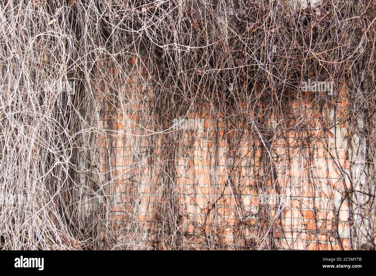 Brick wall with branches without leaves from wild grapes. Old red and ...