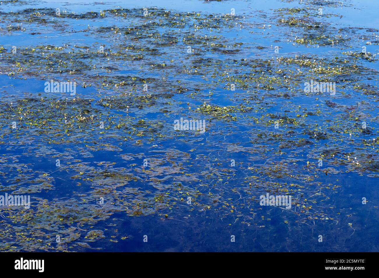 Common water-crowfoot (Ranunculus aquatilis Stock Photo - Alamy