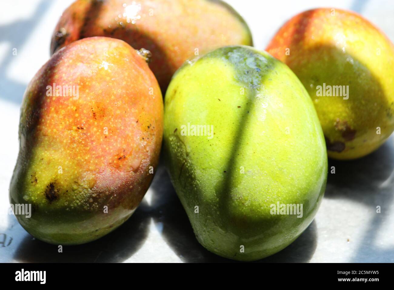 Raw and ripe fresh mango close display under daylight in summer season ...