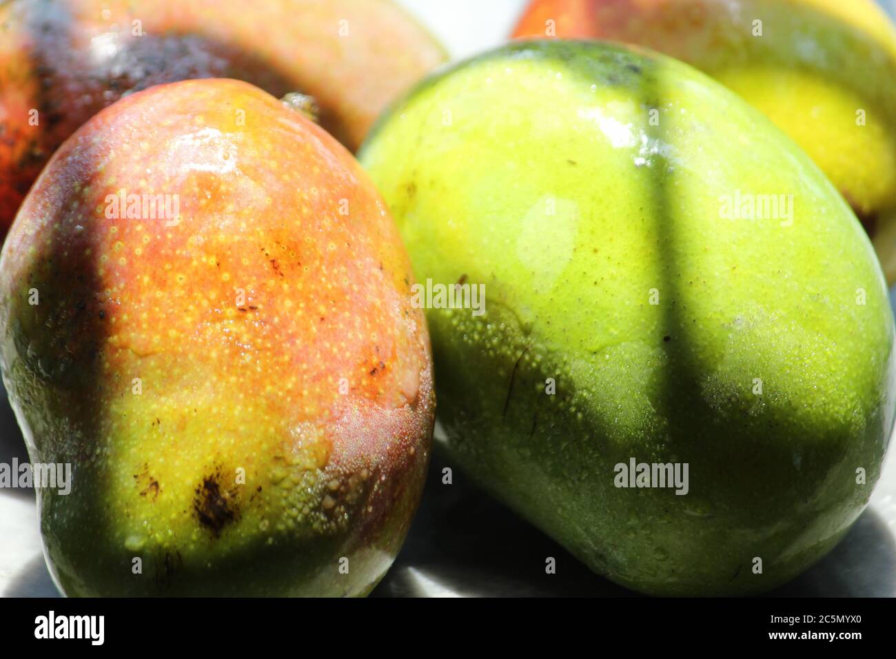 Raw and ripe fresh mango close display under daylight in summer season ...
