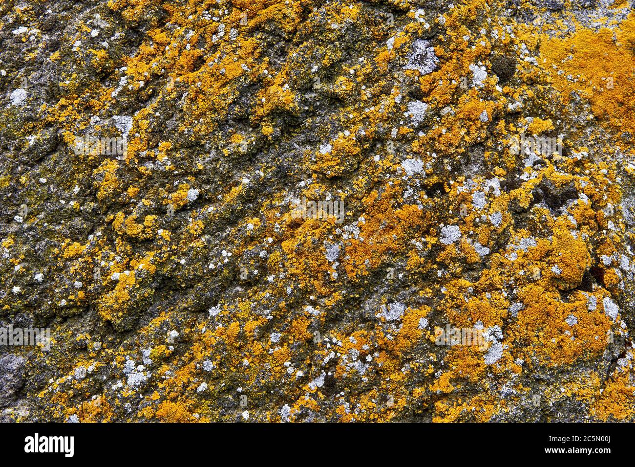 Stone and yellow moss background Stock Photo - Alamy