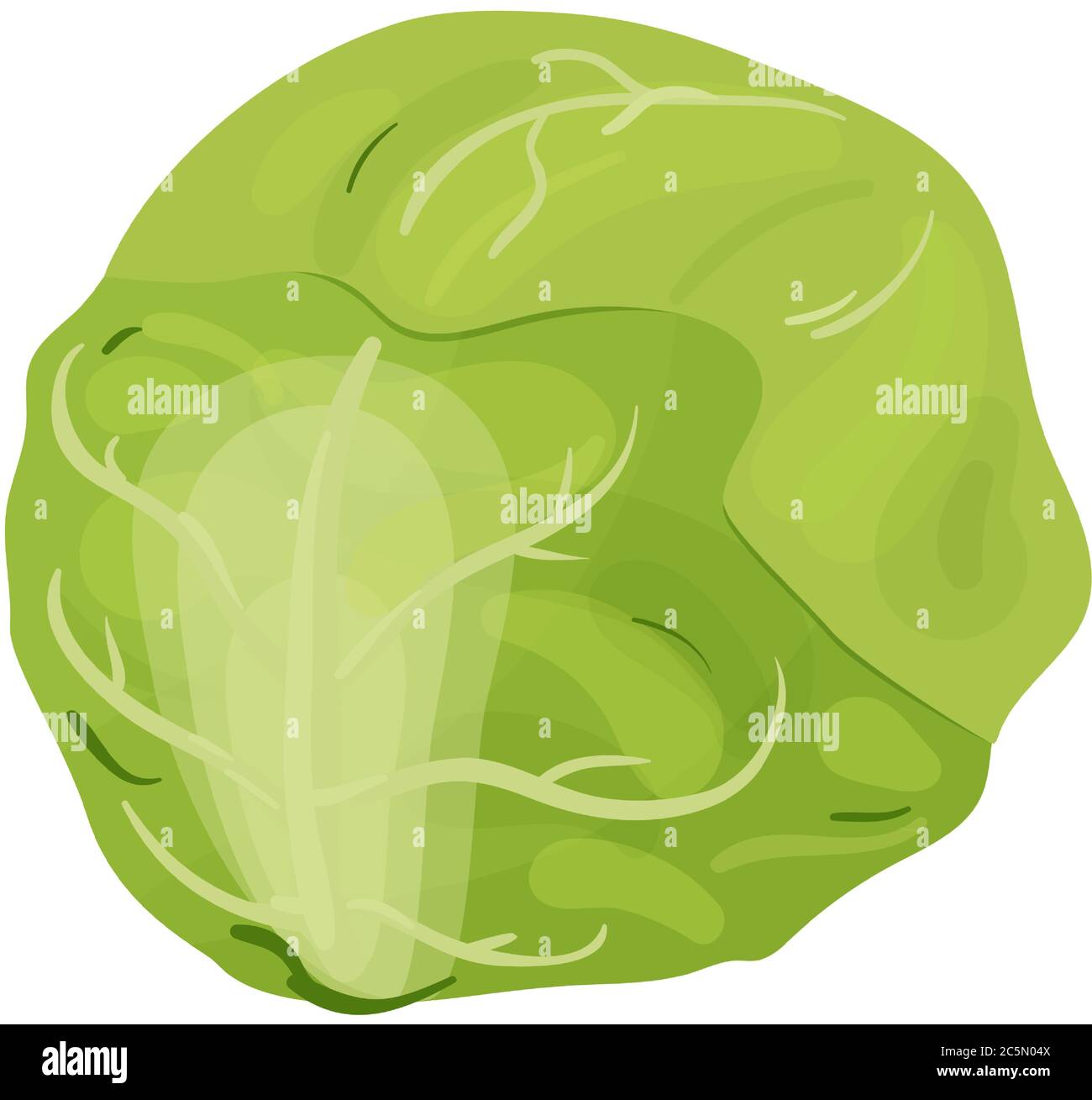 Green cabbage vegetable isolated. Cabbage for farm market, vegetarian ...