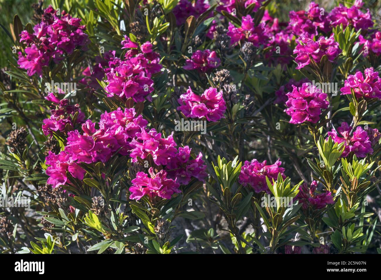 Alpenrose (Rhododendron ferrugineum Stock Photo - Alamy