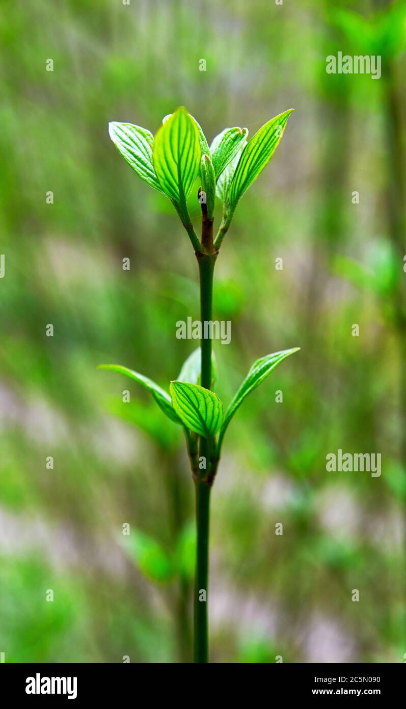 Tiny green spring sprout Stock Photo - Alamy