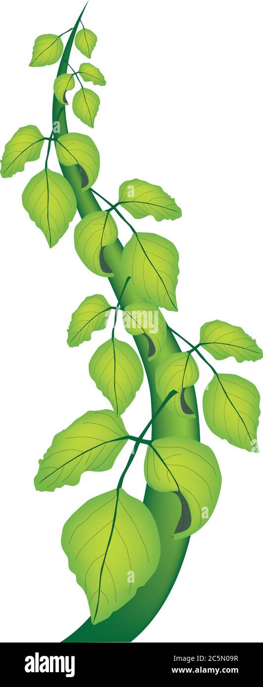 Tall bean plant Stock Vector Images - Alamy