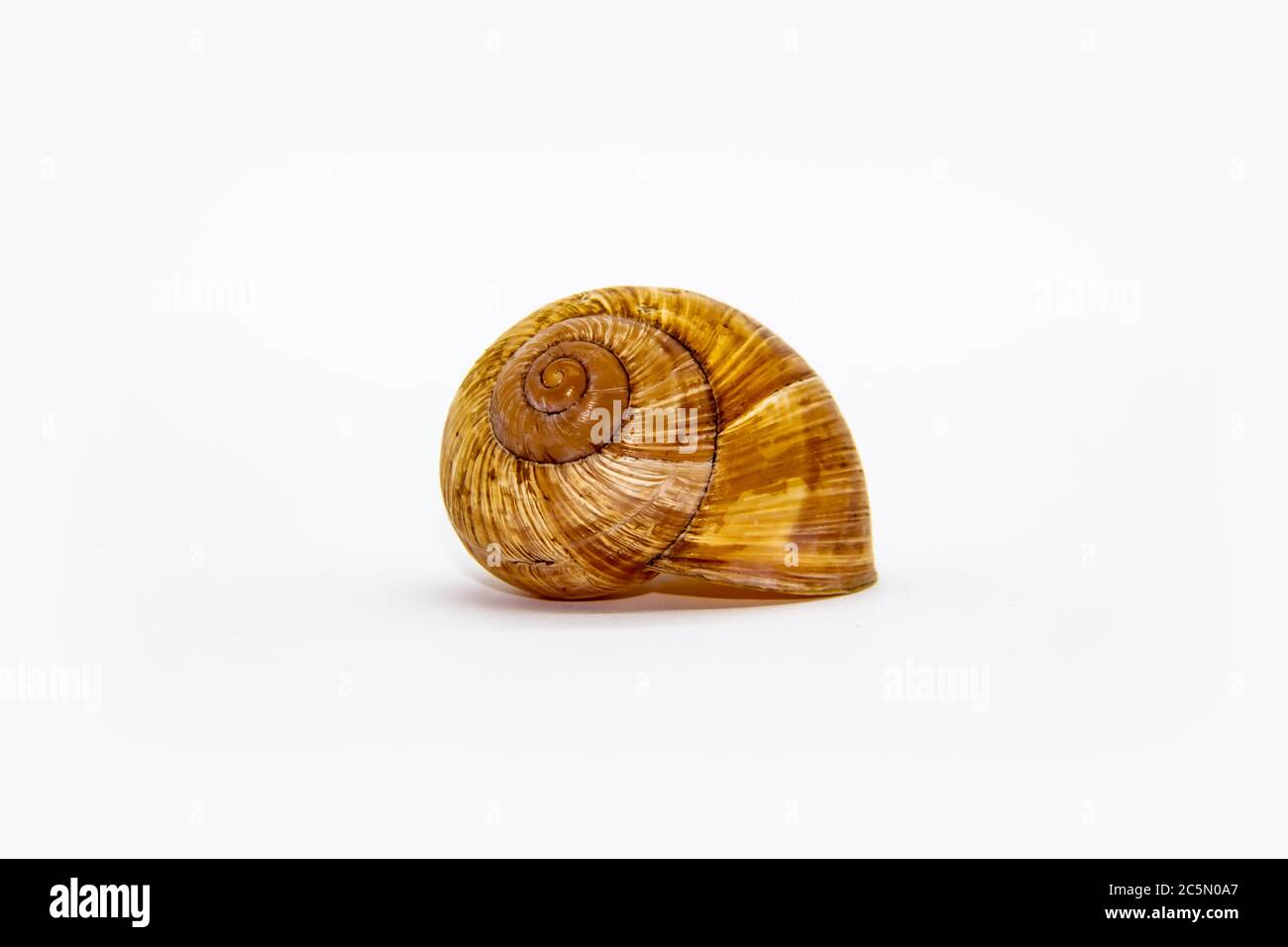 Empty shell of a snail against white background. Snail shell isolated ...