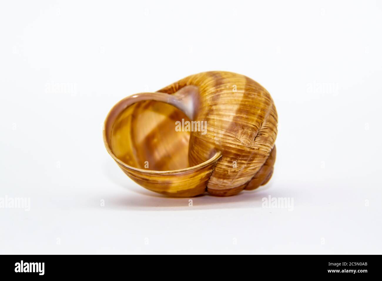 Empty shell of a snail against white background. Snail shell isolated ...