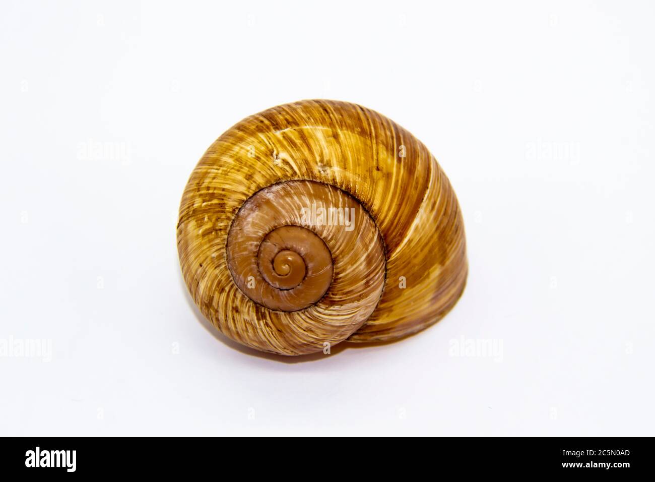 Empty shell of a snail against white background. Snail shell isolated ...