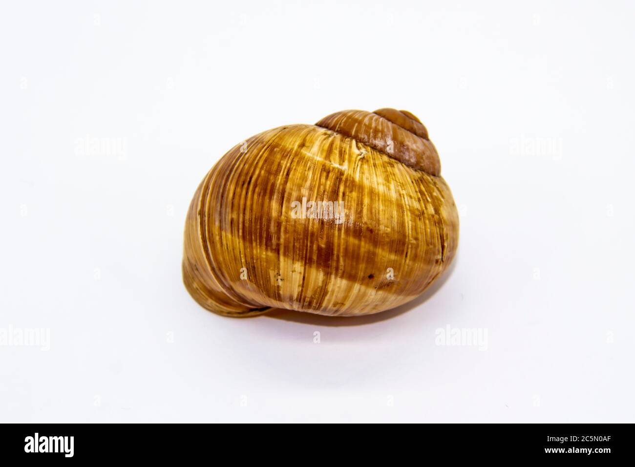 Empty shell of a snail against white background. Snail shell isolated ...