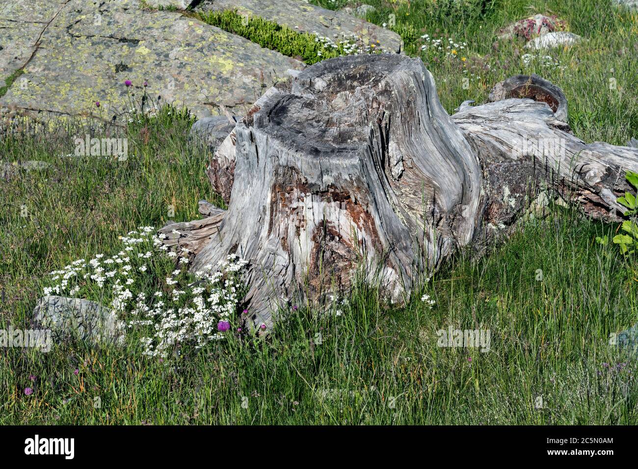 Stump mountain hi-res stock photography and images - Alamy