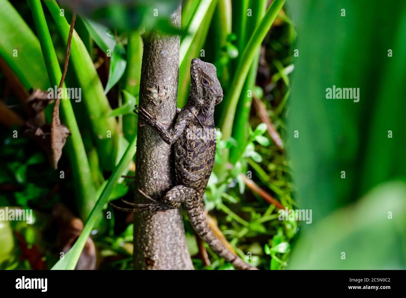 This young basilisk have decided to not let tree to escape Stock Photo ...