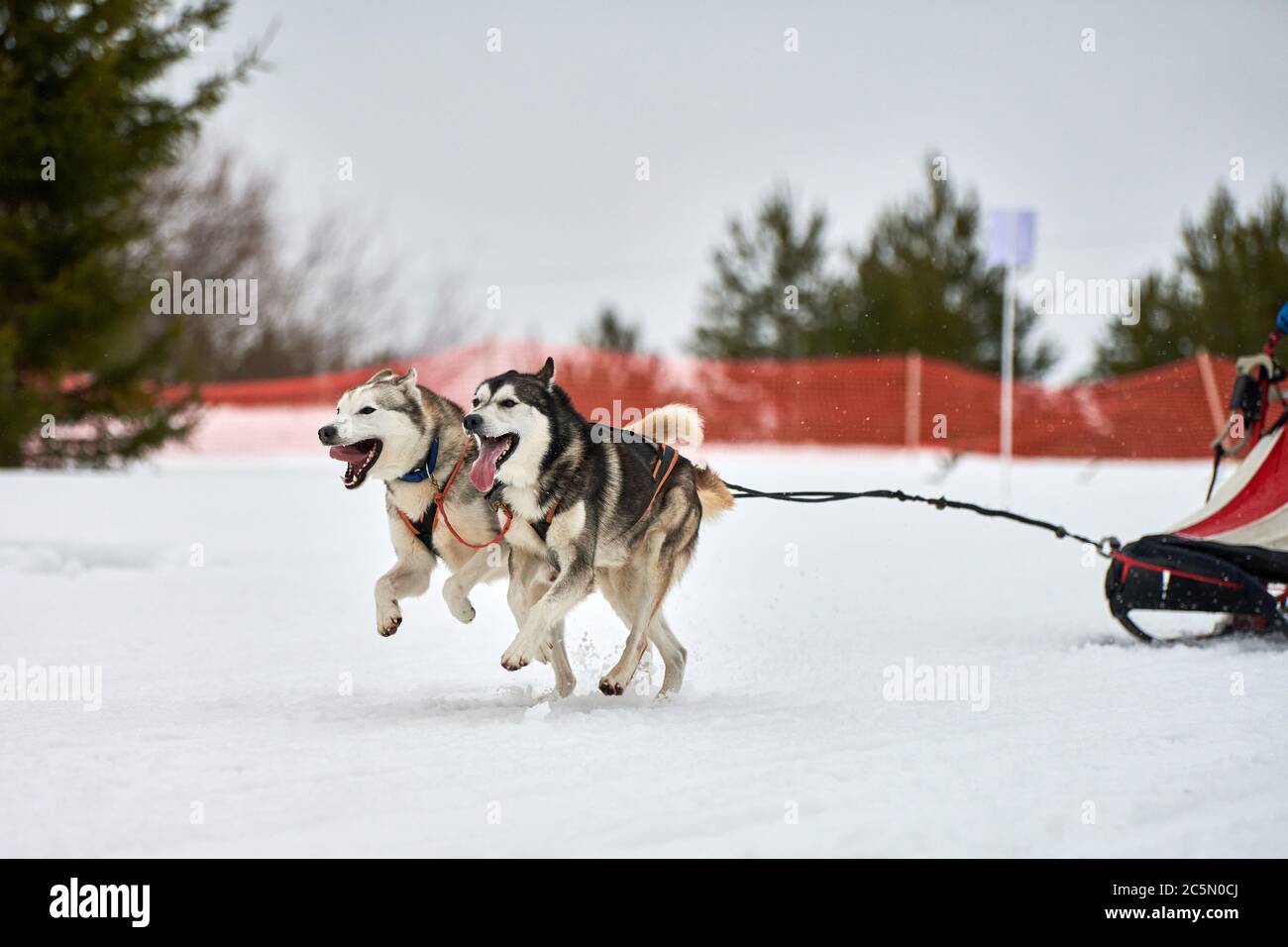 Husky sled dog racing. Winter dog sport sled team competition. Siberian ...