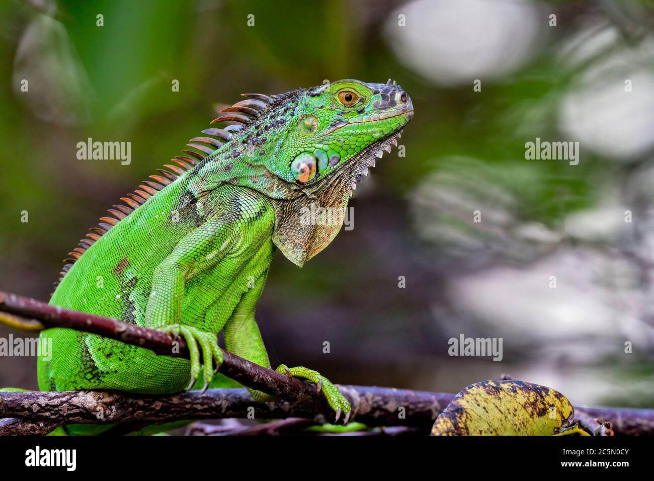 Young Green iguana in bright green color Stock Photo - Alamy