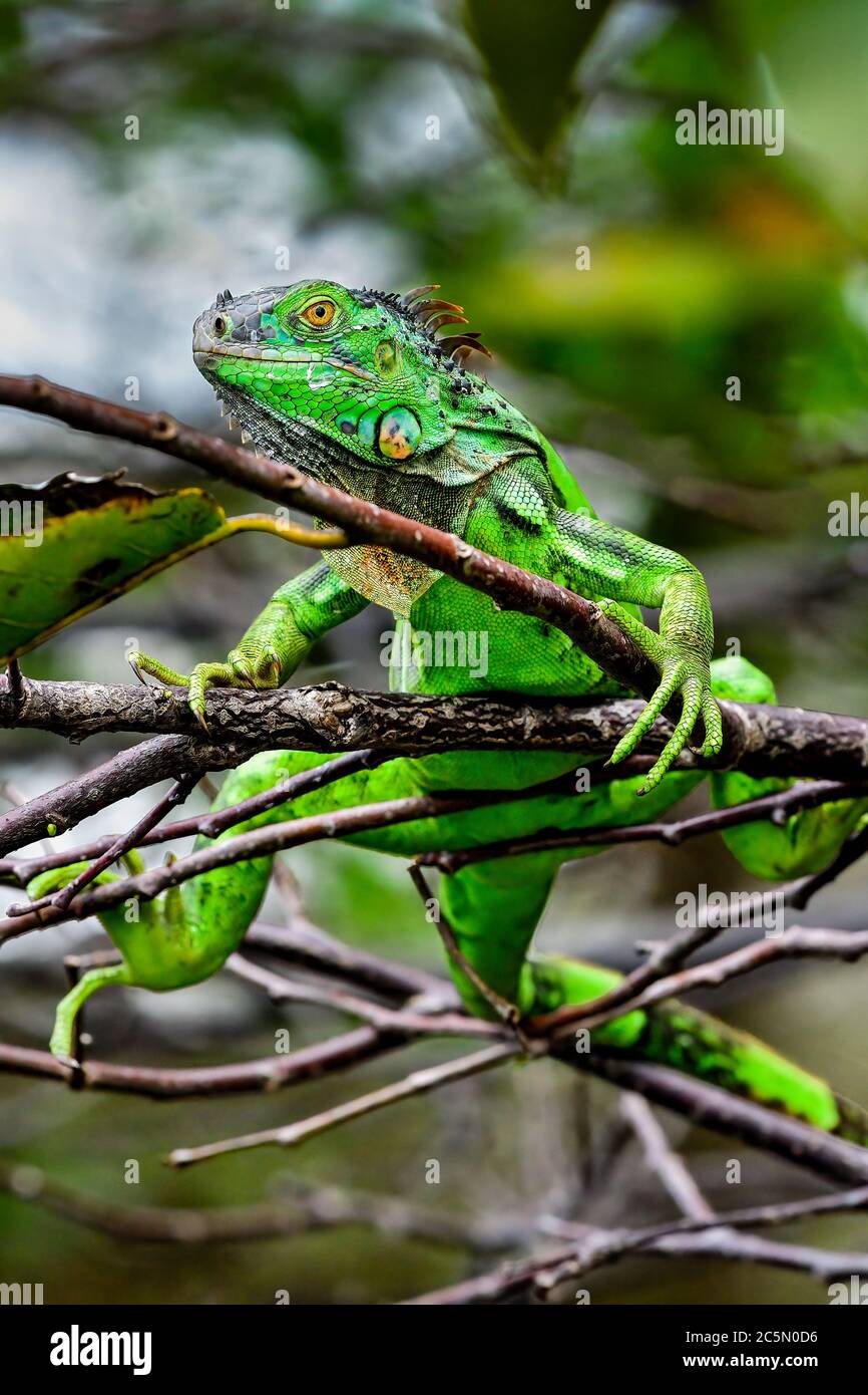 Young dragon portrait a.k.a Green iguana Stock Photo - Alamy