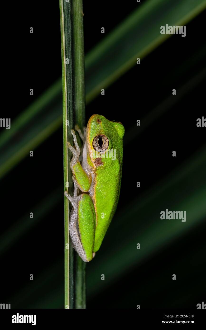 Green night frog hi-res stock photography and images - Alamy