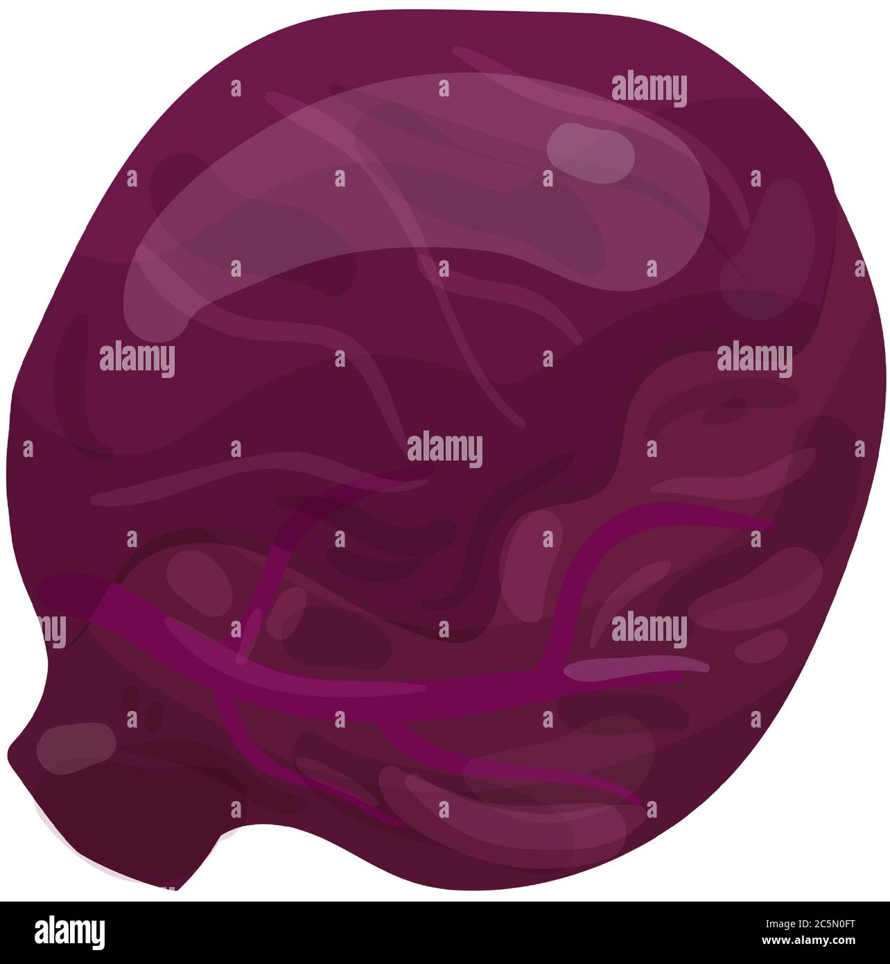 Purple Cabbage isolated on white background. Vector illustration Stock ...