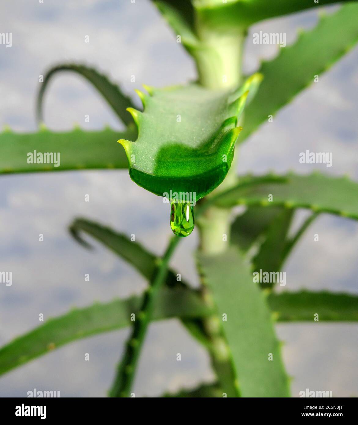 Aloe sap hi-res stock photography and images - Alamy