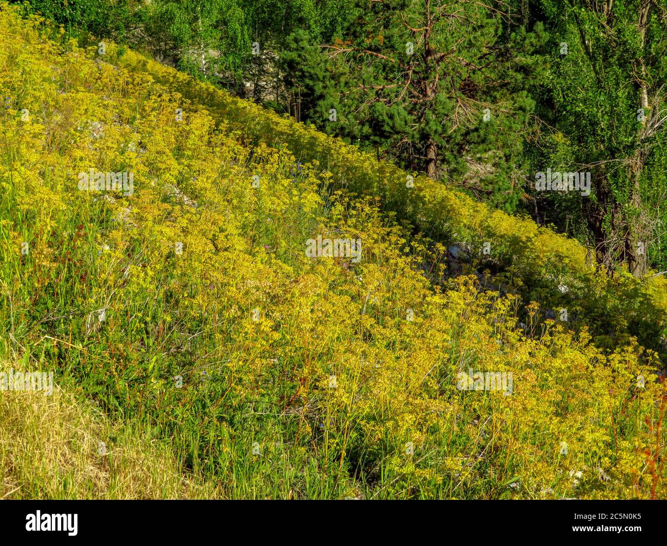 Alpine medow background hi-res stock photography and images - Alamy