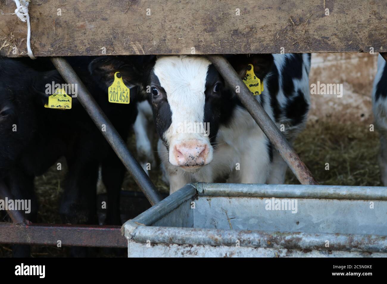 Curious Friesian Calf looking into the Camera, Cornish Farm, Cornwall ...