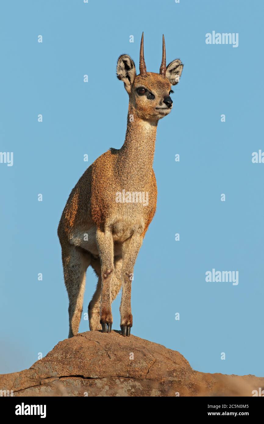 A small klipspringer antelope (Oreotragus oreotragus) standing on a ...