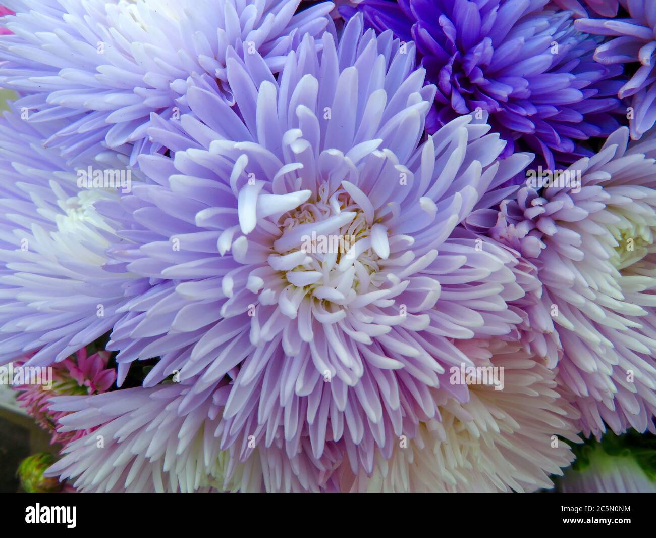 Close up of colorful aster flowers background Stock Photo - Alamy