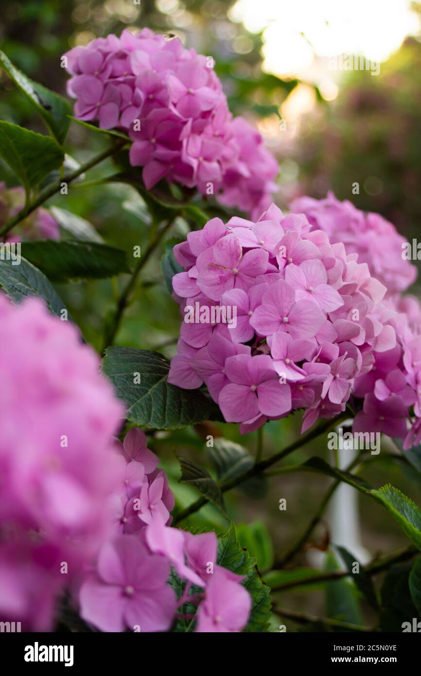 Pink hydrangea bush in summer park Stock Photo - Alamy