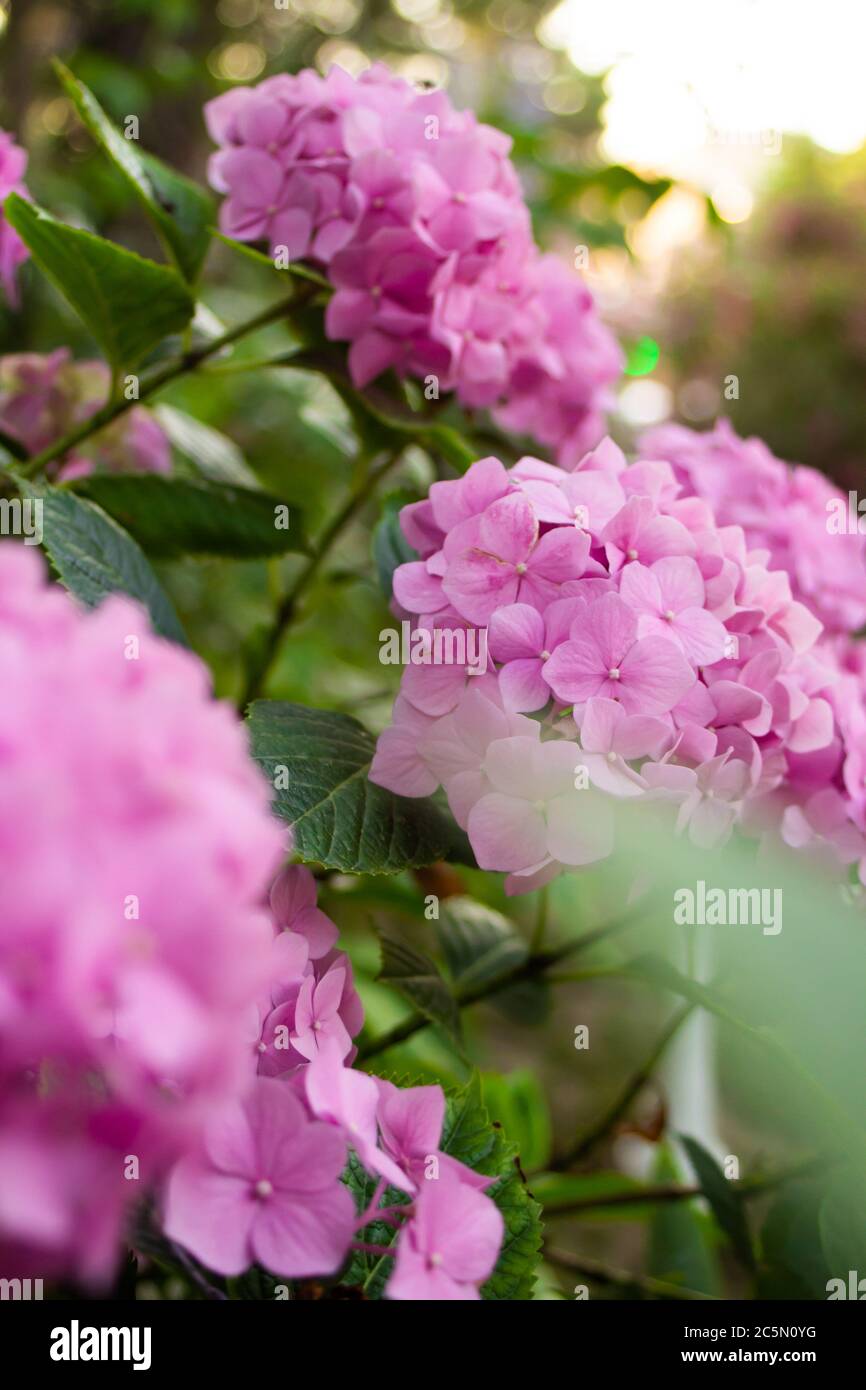 Pink hydrangea bush in summer park Stock Photo - Alamy