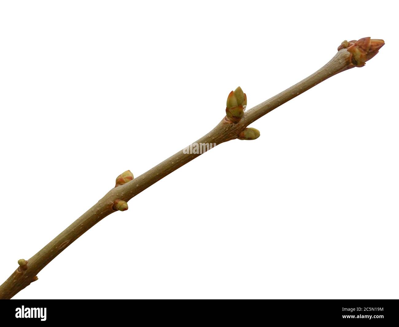Branch with swollen buds isolated on white with clipping path Stock ...