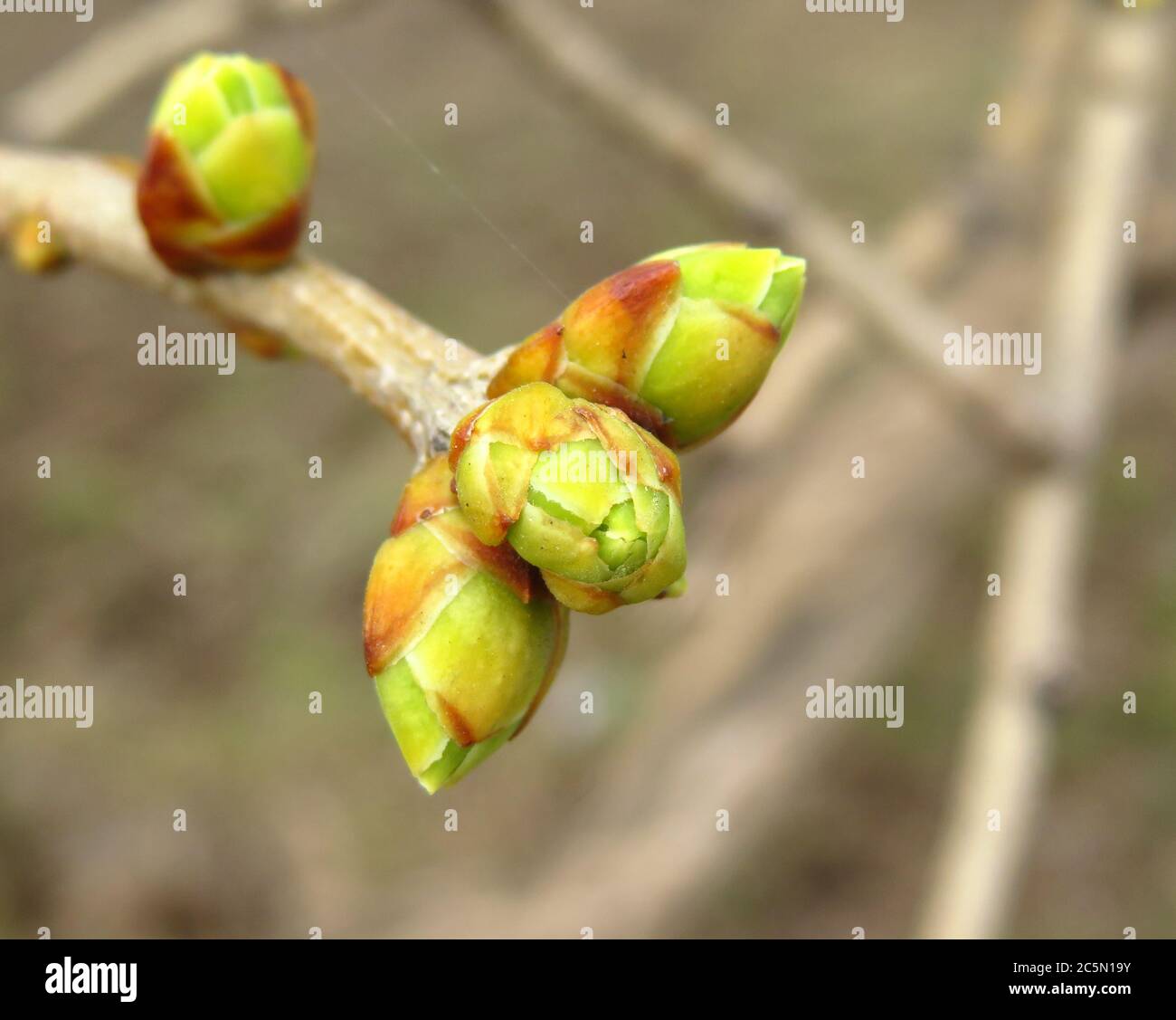 Swollen buds hi-res stock photography and images - Alamy