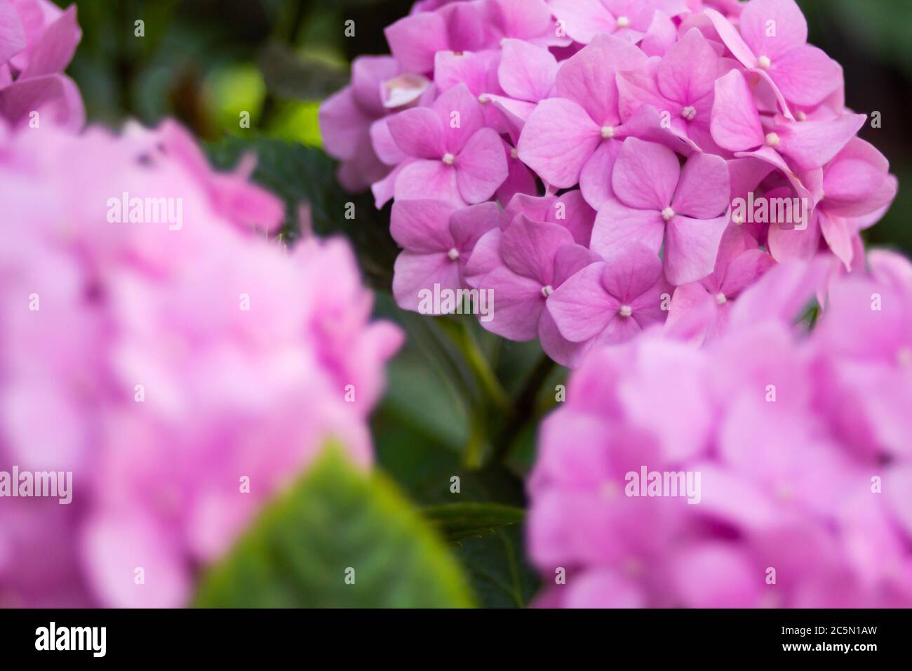 Pink hydrangea bush in summer park Stock Photo - Alamy