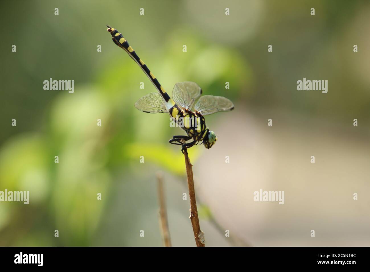 Yellow black striped colored Dragonfly picture with blur nature ...