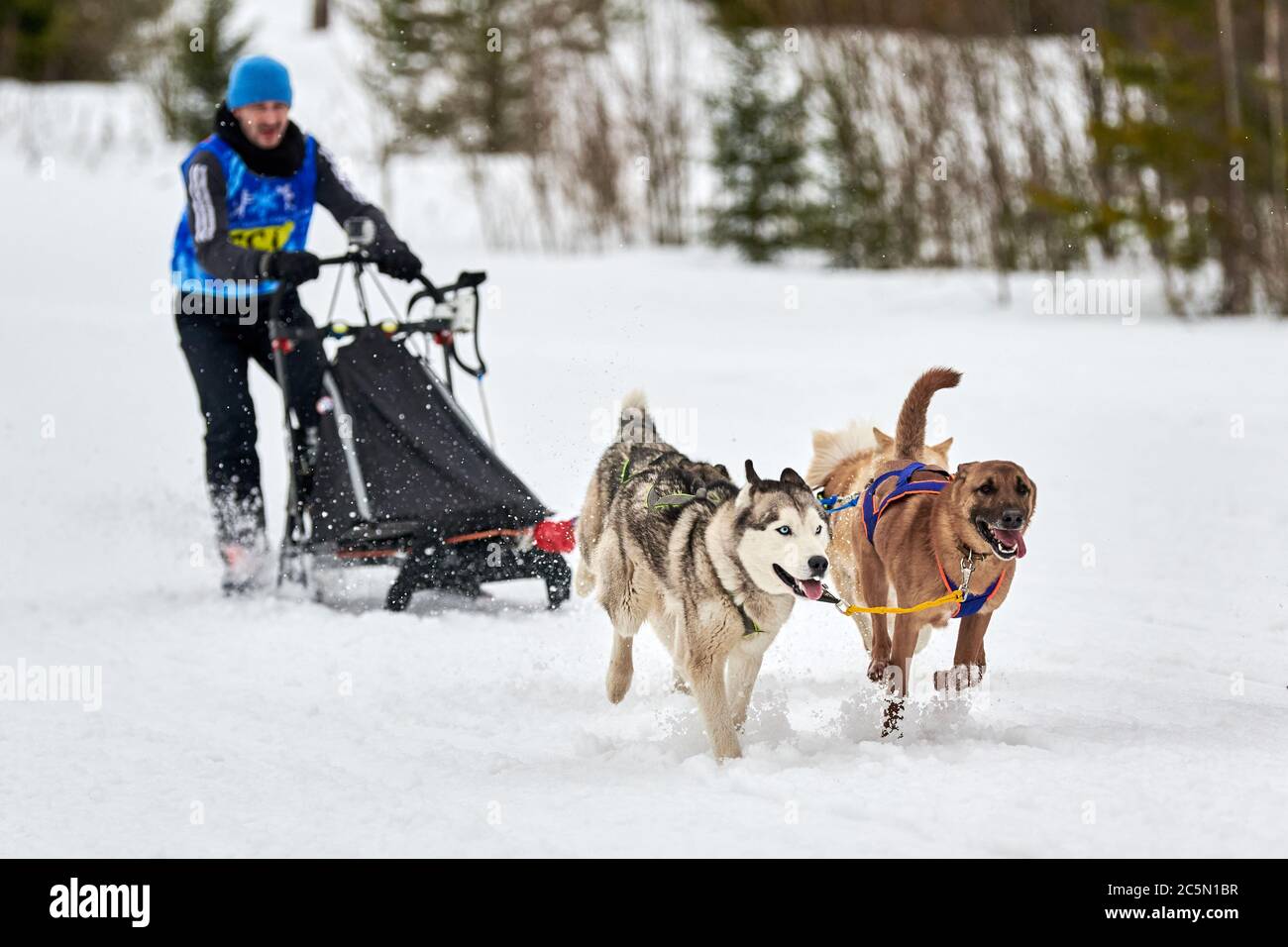 Husky sled dog racing. Winter dog sport sled team competition. Siberian ...