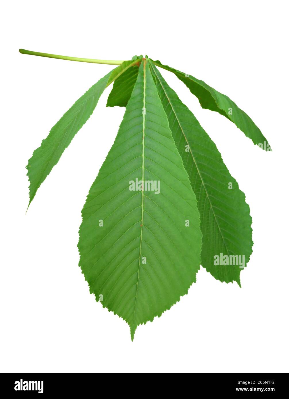 Chestnut leaf isolated on white with Clipping Path Stock Photo - Alamy
