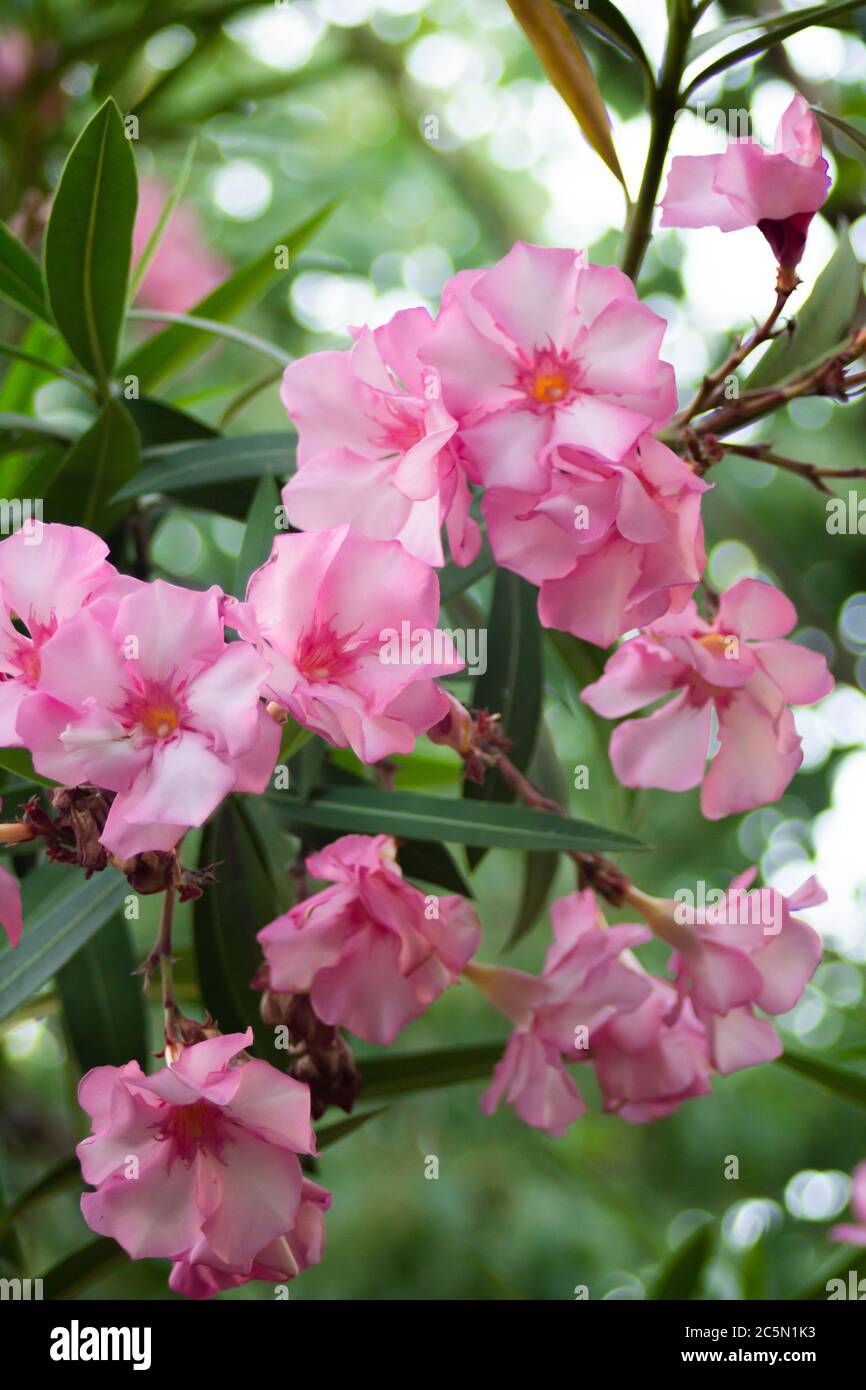 Oleander blossom hi-res stock photography and images - Alamy