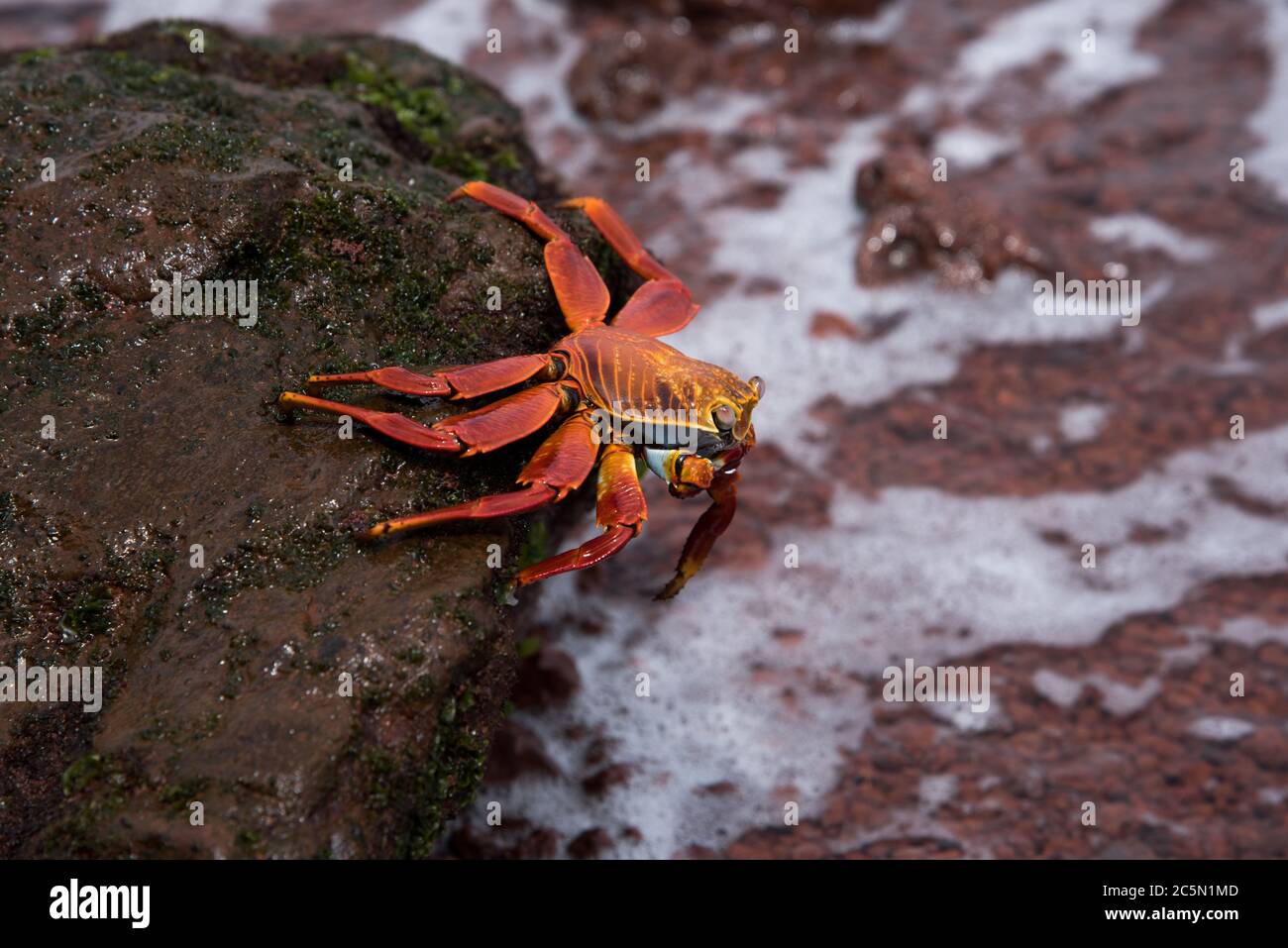 Sally Lightfoot Crabat the coast of Rábida Island in the Galapagos ...