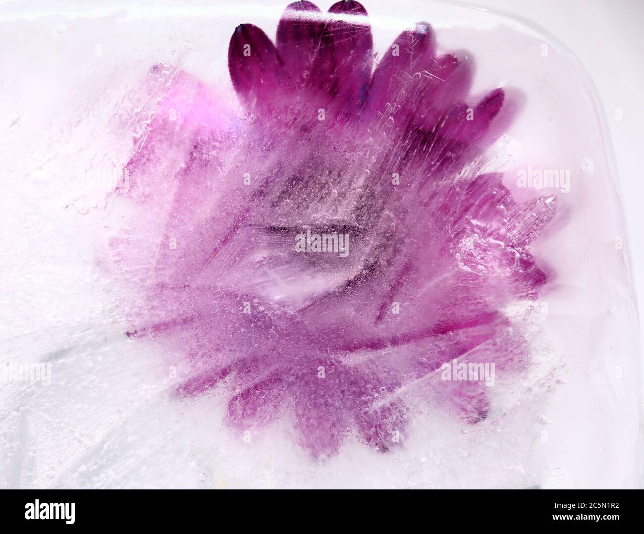 African daisy frozen within a block of ice Stock Photo - Alamy
