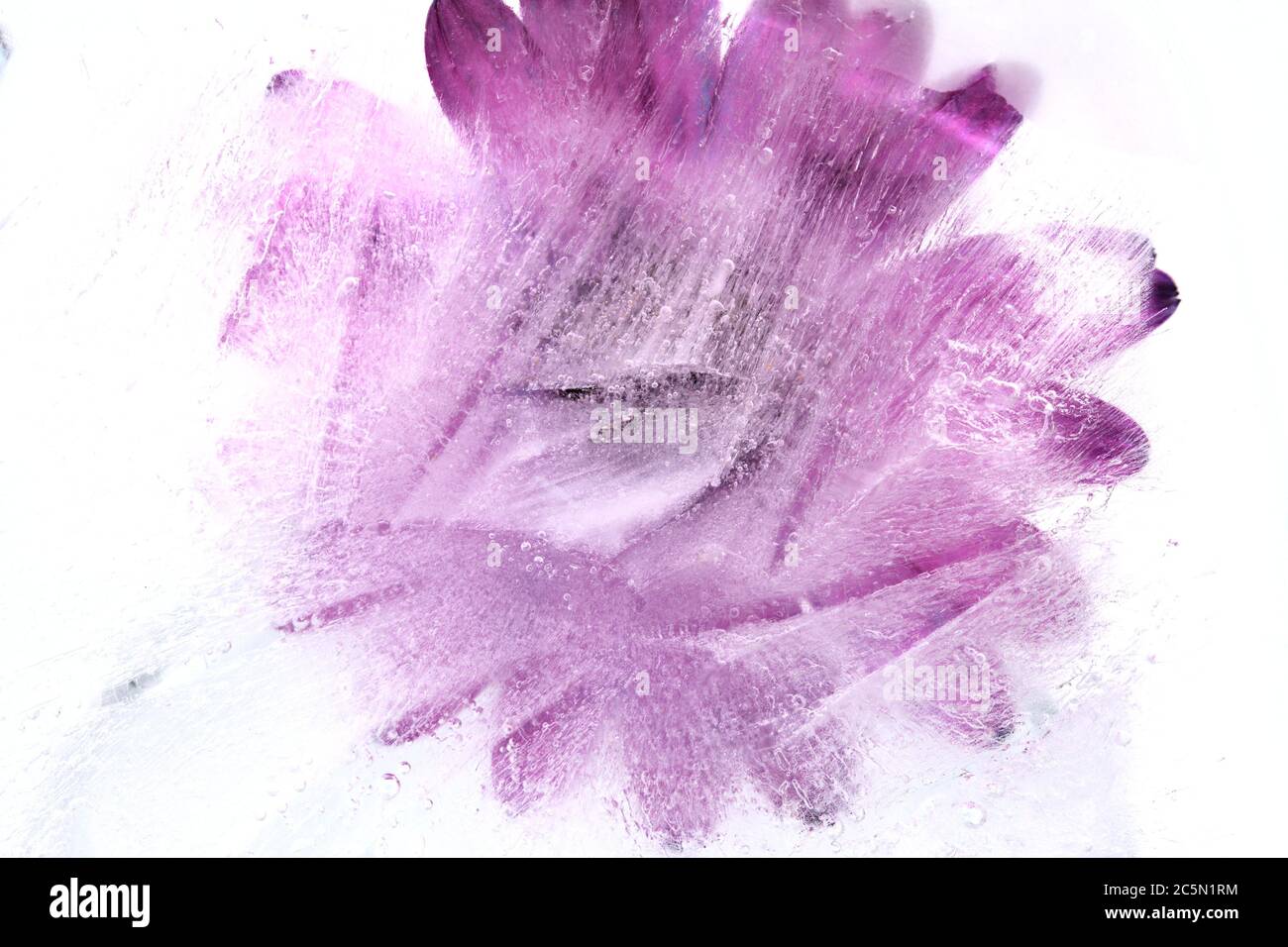 African daisy frozen within a block of ice Stock Photo - Alamy